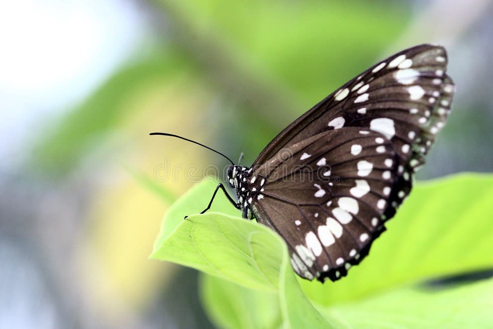 1,009 Spreading Butterfly Wings Scroller Stock Photos - Free & Royalty ...