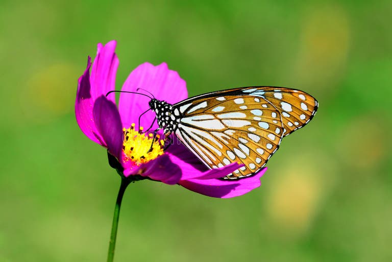 27,248 Butterfly Growth Stock Photos - Free & Royalty-Free Stock Photos ...