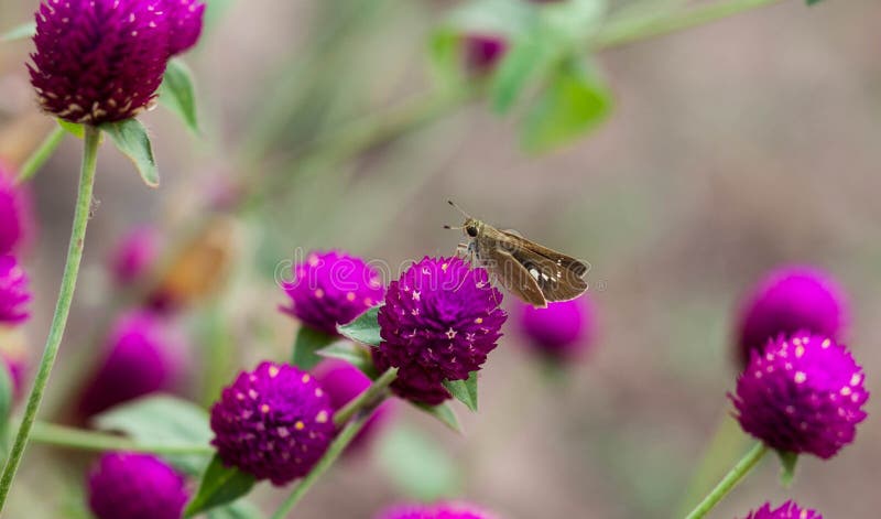 Butterfly stock photo. Image of island, nectar, amaranth - 38378888