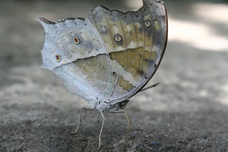 Dry leaf butterfly stock photo. Image of mimic, insect - 117872