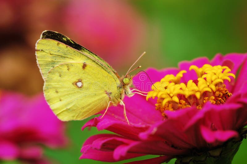 Light-yellow Butterfly on a Bloom Stock Photo - Image of blur, plant ...