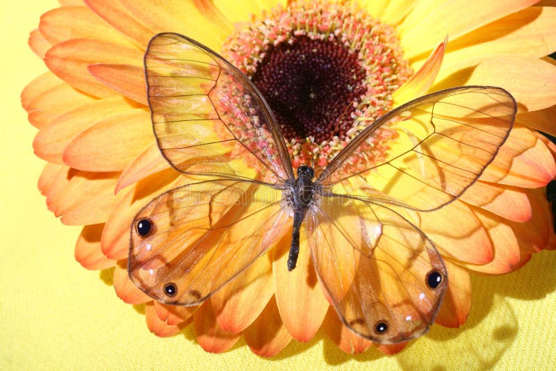 Very Fat Butterfly, , Created with Generative AI Technology Stock Image ...