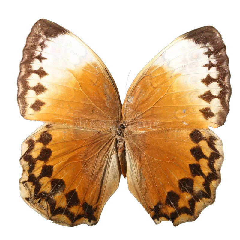 Butterfly stock image. Image of bright, butterfly, colored - 4330597