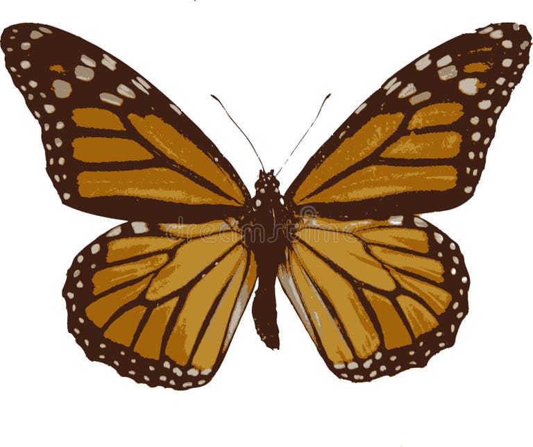 Monarch Butterfly Side Stock Illustrations – 480 Monarch Butterfly Side ...