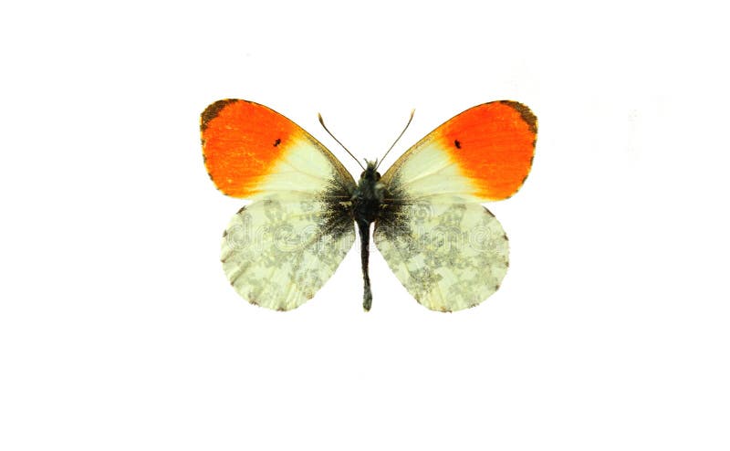 Butterfly stock image. Image of proximity, butterfly, black - 5330881