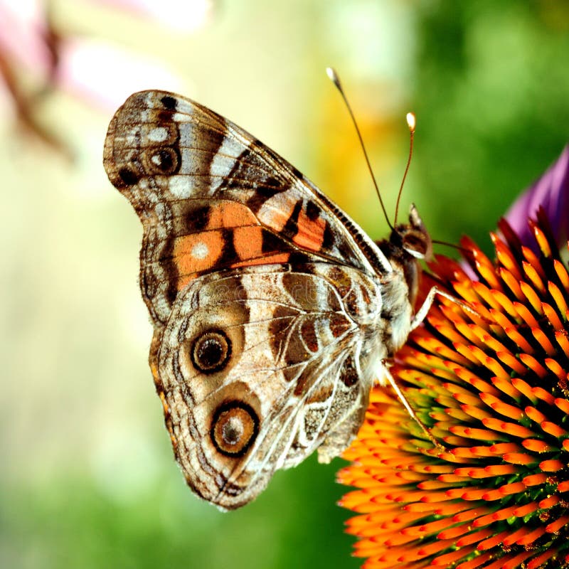 Butterfly stock image. Image of animal, bugs, wildlife - 1369271