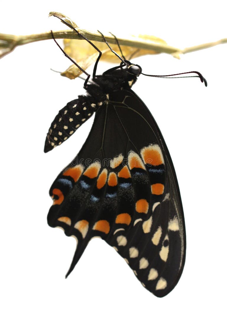 530 Butterfly Hatching Stock Photos - Free & Royalty-Free Stock Photos ...