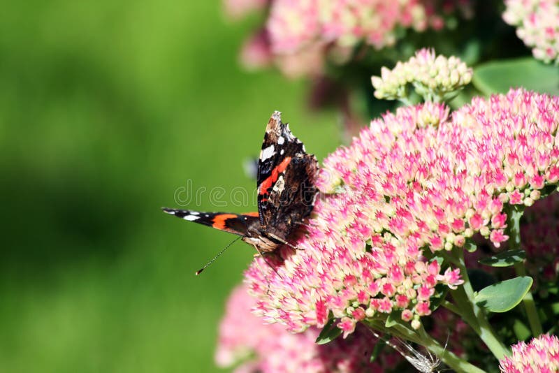 Butterfly stock photo. Image of flower, rich, summer, shine - 7246796