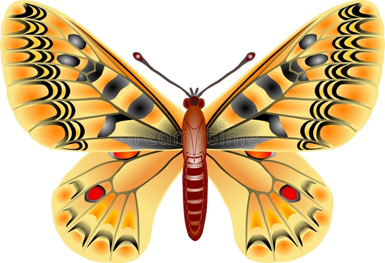 Butterfly Wing Specimen Stock Illustrations – 1,214 Butterfly Wing ...