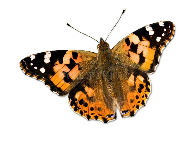 Batterfly stock photo. Image of colored, nature, bright - 3828906