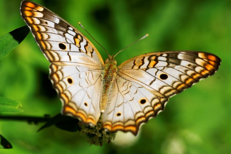 955 Fat Butterfly Stock Photos - Free & Royalty-Free Stock Photos from ...