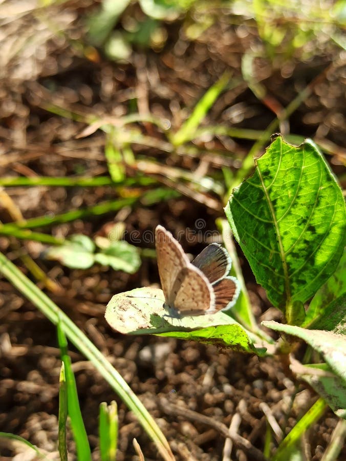 Butterfly above the leaf stock image. Image of branch - 183802831