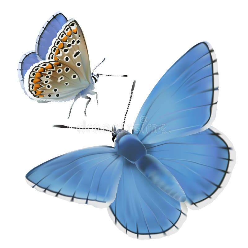 Butterfly Adonis Blue on Thistle Flower. Stock Vector - Illustration of ...