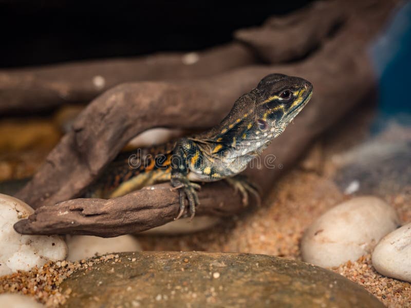 Butterfly Agama Lizard Climbing Branch Stock Image - Image of wildlife ...