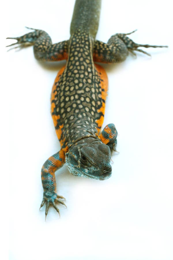 Butterfly Agama or Small-scaled or Ground Lizard in the Burrow on the ...
