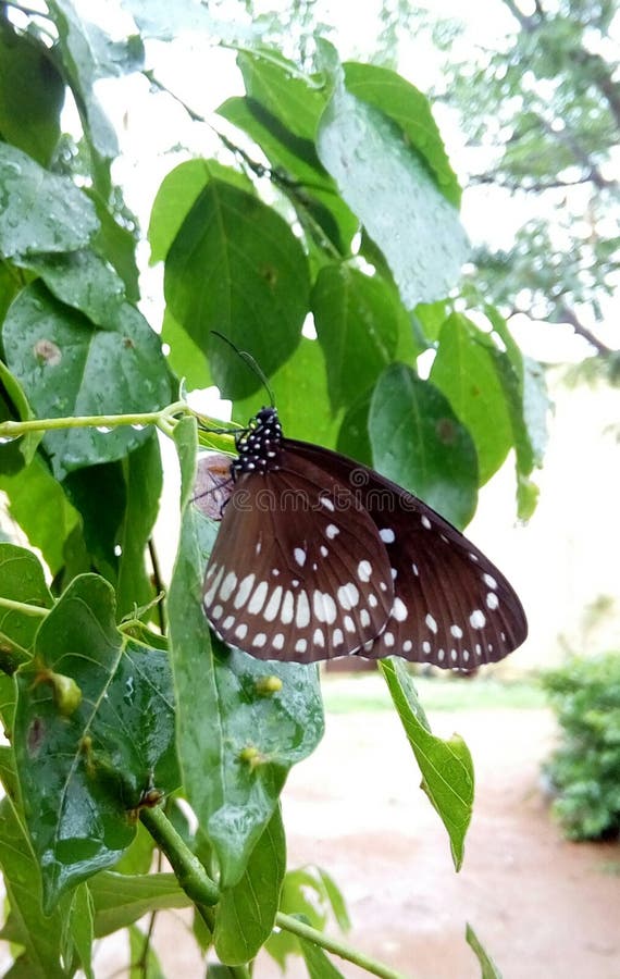 Butterfly amezing pick stock photo. Image of pollinator - 198806914