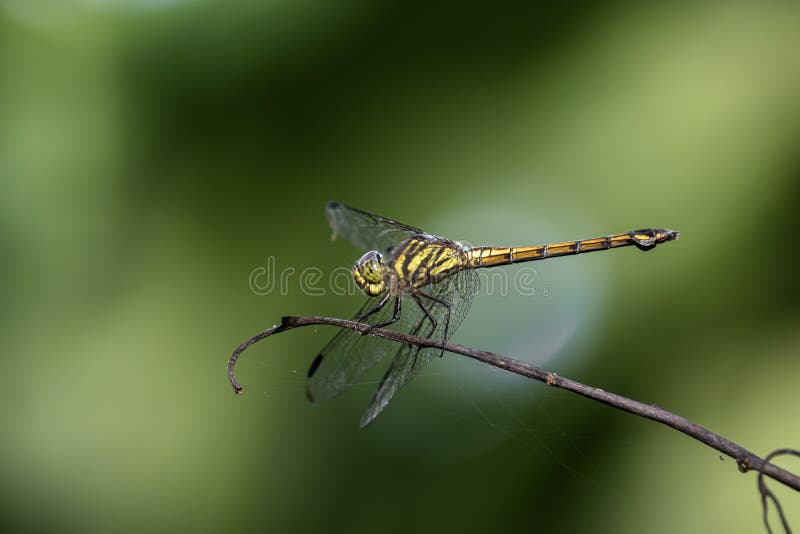 Butterfly Animals on Branches. Long Tailed and Winged Insects Stock ...
