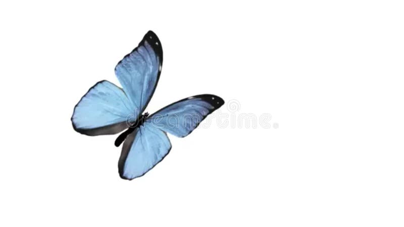 Butterfly animation. Loop stock footage. Video of cute - 129426362