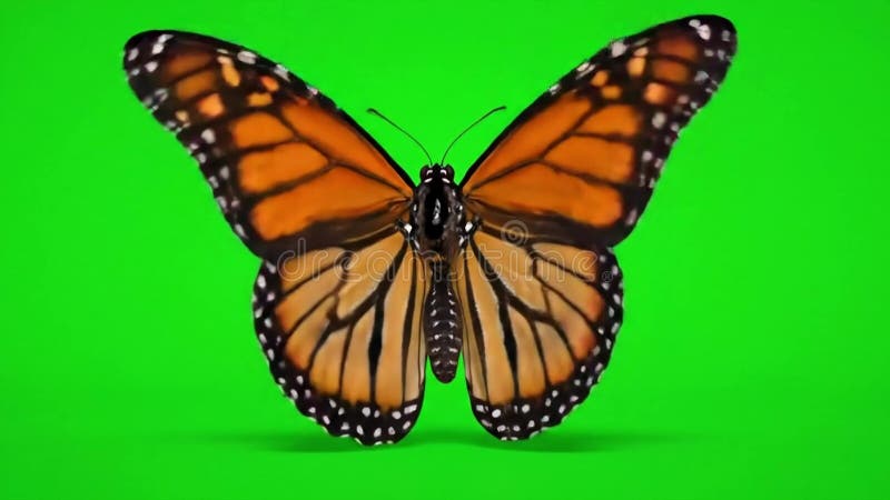 Butterfly Animation Sequence on Green Screen for Compositing and Visual ...