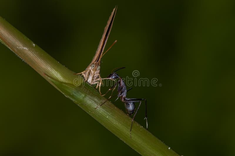 Butterfly with an Ant stock image. Image of rare, summer - 76946827