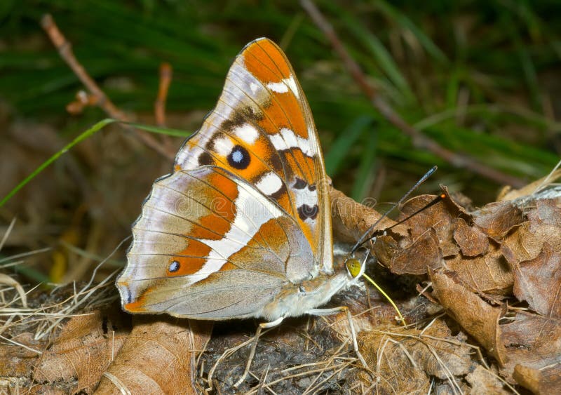 Butterfly (Apatura Iris Amurensis) 10 Stock Photo - Image of butterfly ...