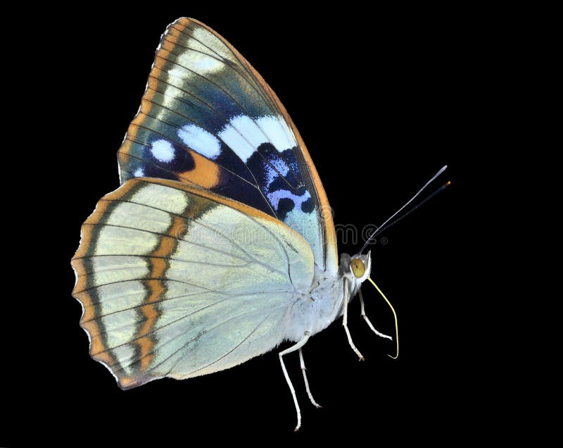 Butterfly Apatura Schrencki 30 Stock Photos - Free & Royalty-Free Stock ...