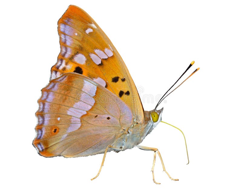 Butterfly (Apatura Substituta) 15 Stock Image - Image of close, macro ...