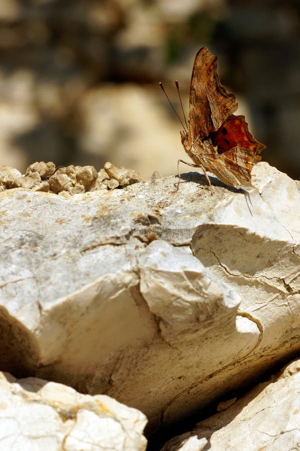 Butterfly as a rock. stock image. Image of wing, seashore - 26184845