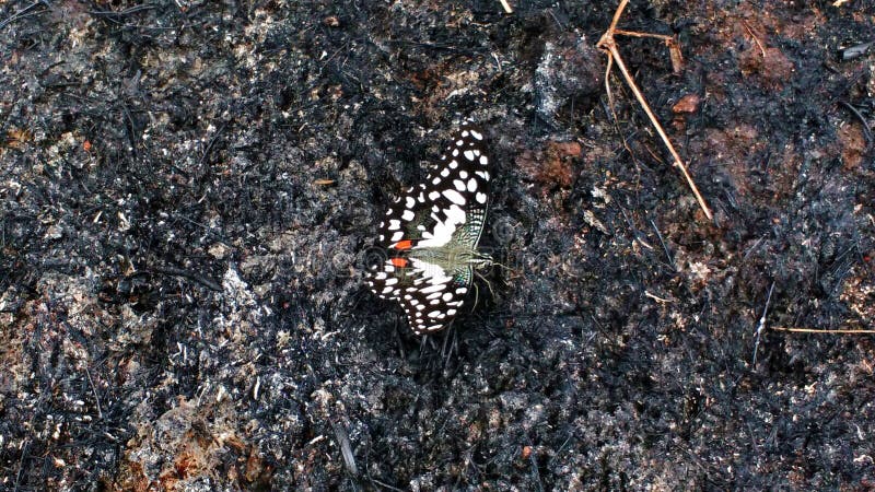 Butterfly in the ashes stock image. Image of hear, forest - 136413369