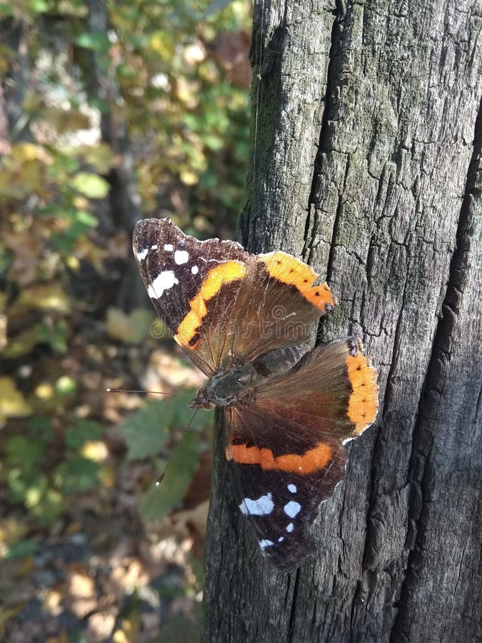 Butterfly on autumn flower stock image. Image of beautiful - 356409