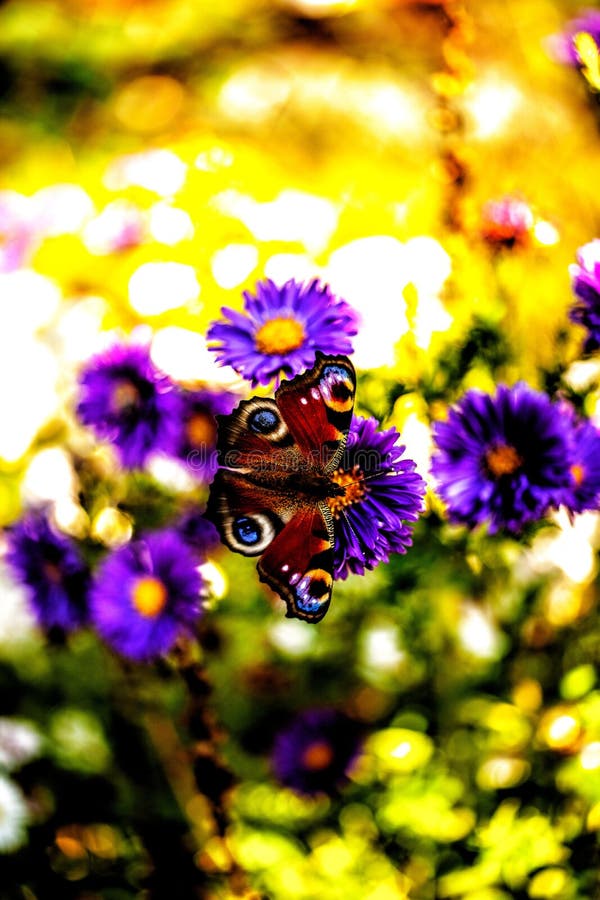 Butterfly on Autumn Flowers Stock Image - Image of plant, bright: 45923129