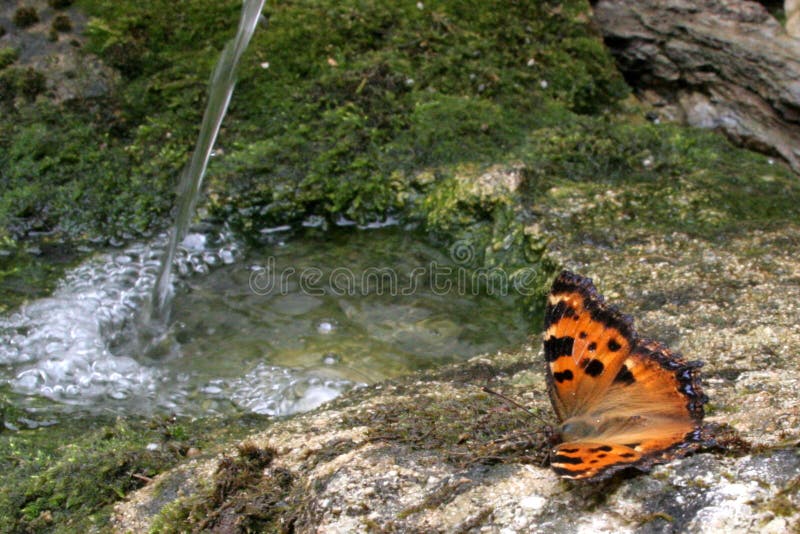 Butterfly with Babbling Water Stock Image - Image of butterfly, forest ...