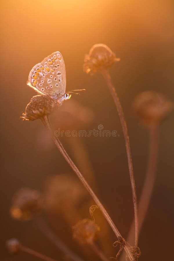 Butterfly in back-light stock photo. Image of sunset - 94607838