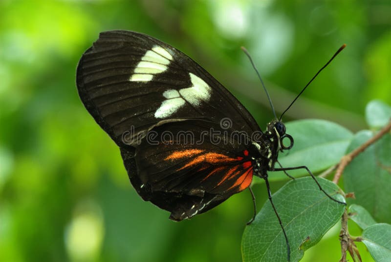 Butterfly from Back stock photo. Image of black, spring - 85224670