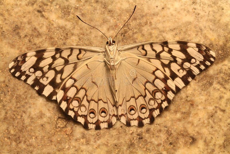 Butterfly back side stock photo. Image of graceful, appealing - 21340352