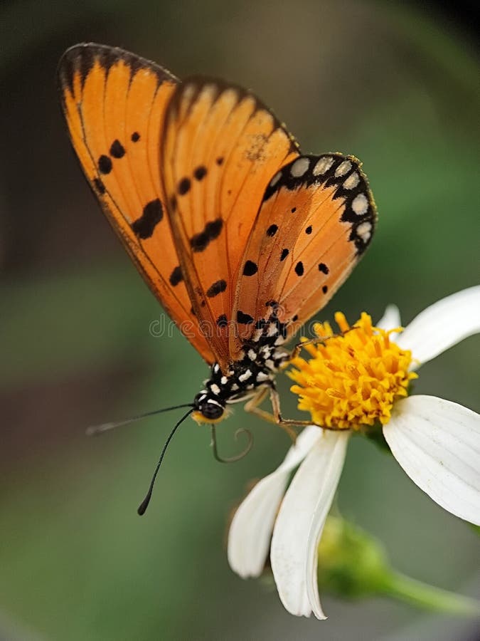Butterfly Ballet! Orange Wings Dance on a White Flower. Stock Image ...