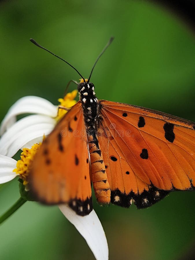 Butterfly Ballet! Orange Wings Dance on a White Flower. Stock Image - Image of white, wings ...