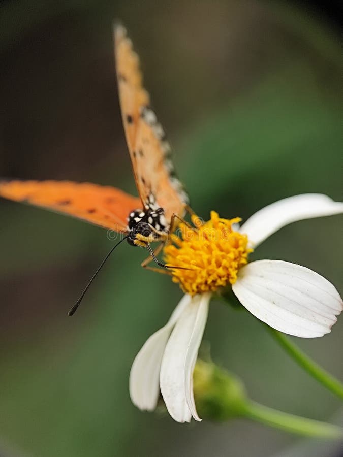 Butterfly Ballet! Orange Wings Dance on a White Flower. Stock Photo ...
