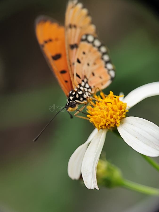 Butterfly Ballet! Orange Wings Dance on a White Flower. Stock Image ...