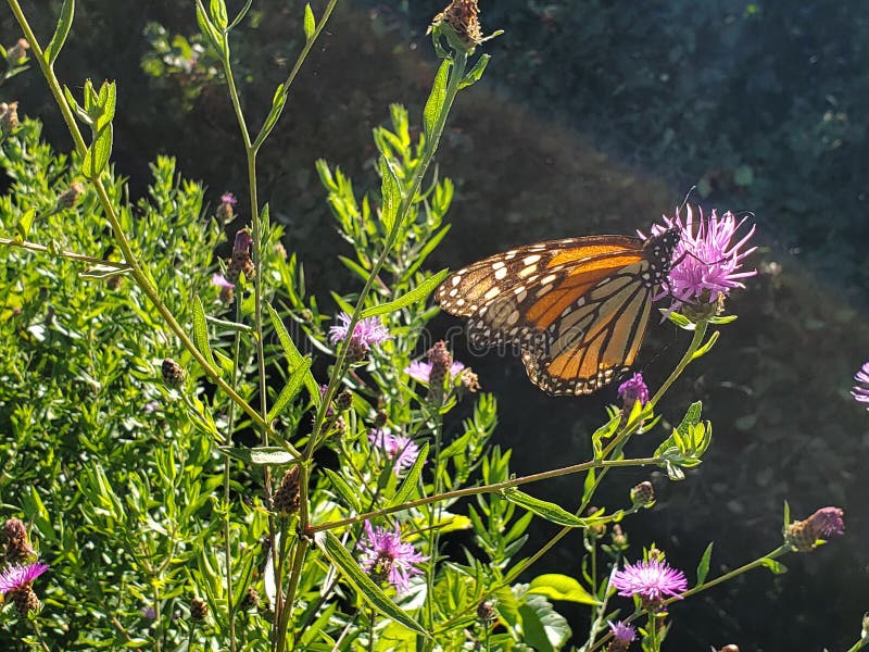 Butterfly at the Beach stock image. Image of afternoon - 232282041