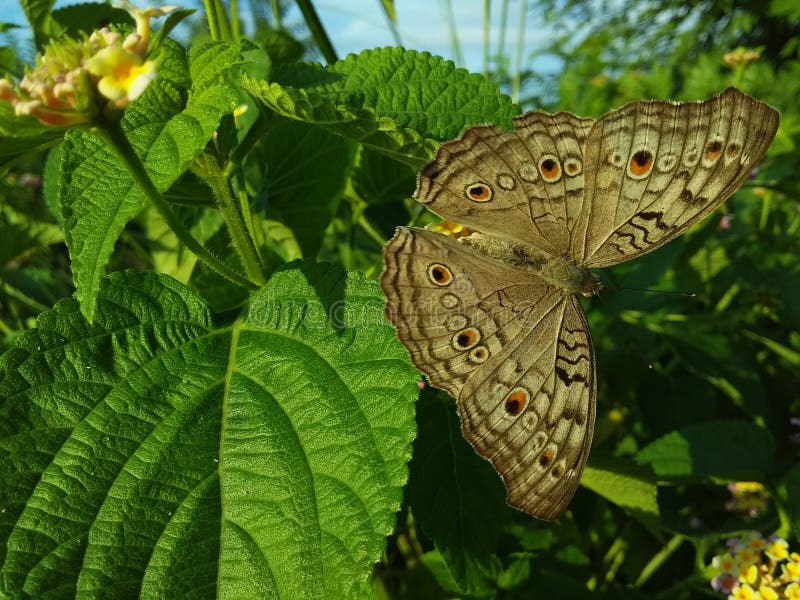 Word Like Butterfly Stock Photos - Free & Royalty-Free Stock Photos ...
