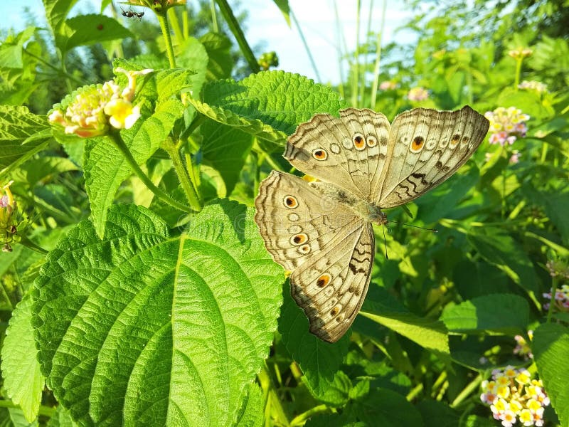 Word Like Butterfly Stock Photos - Free & Royalty-Free Stock Photos ...