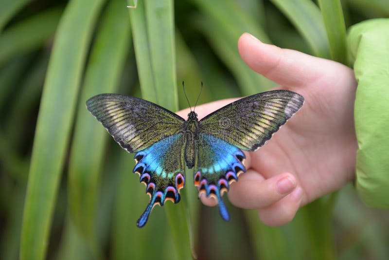 Butterfly stock image. Image of wing, finger, detail - 92169063