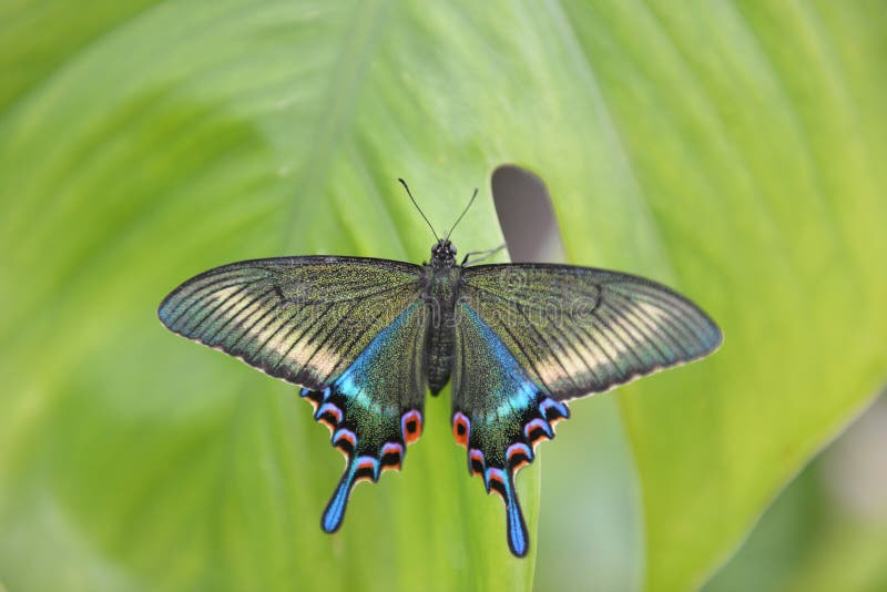 Butterfly stock image. Image of blue, arthropod, summer - 92169161