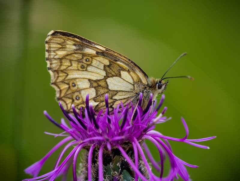 Butterfly Beautiful Close Up Insect in Nature Amazing Details of Life ...