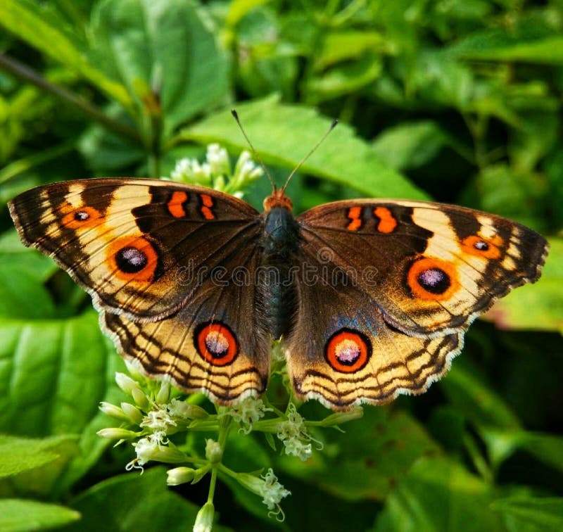Butterfly with Beautiful Color Stock Image - Image of invertebrate ...