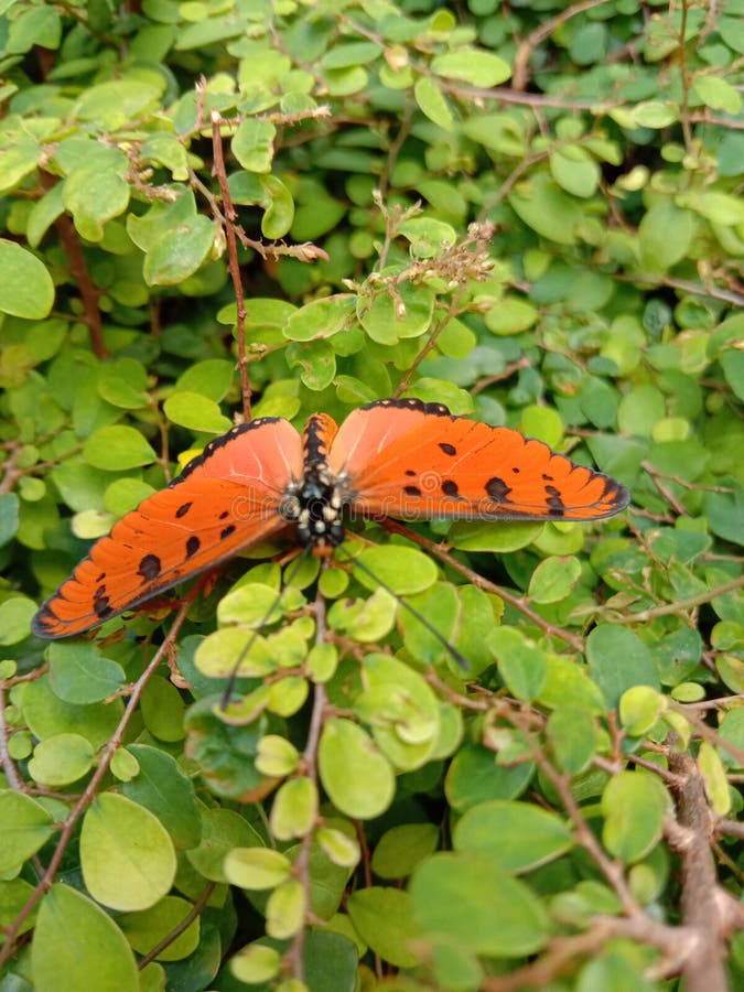 Butterfly with Beautiful Colour Stock Image - Image of pollinator ...
