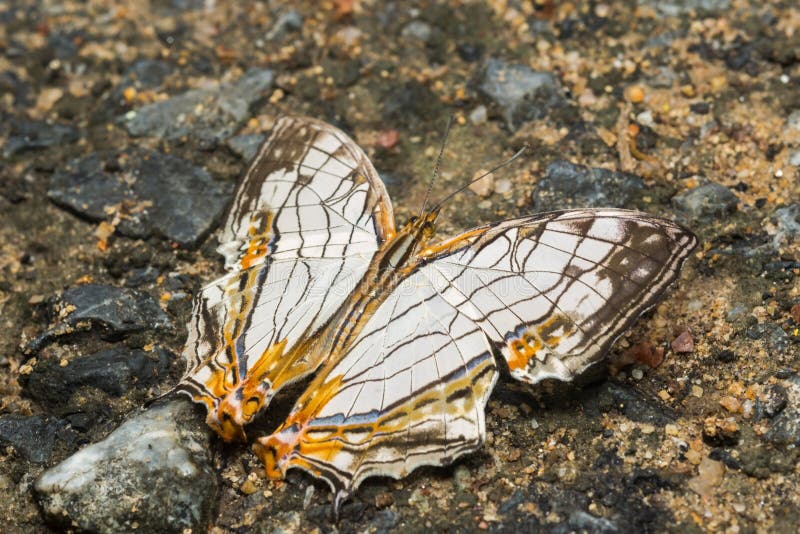 Butterfly stock photo. Image of color, leaves, monarch - 53963772