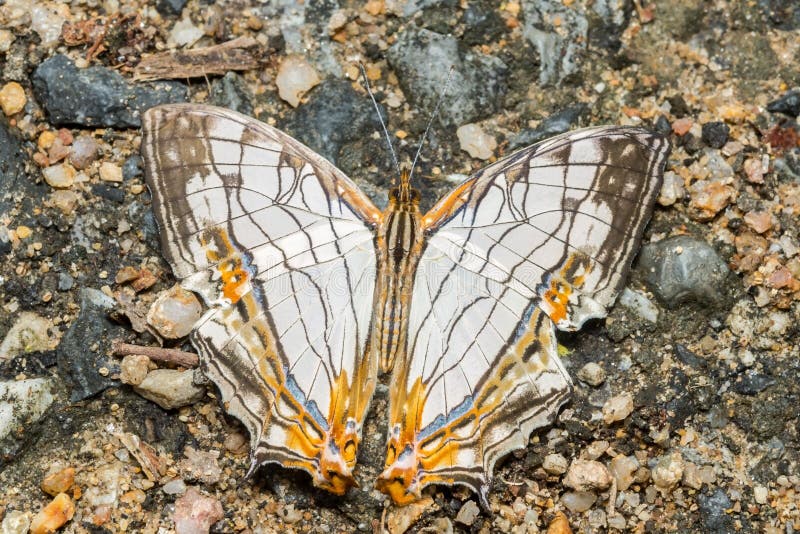 Butterfly stock photo. Image of pattern, color, outdoor - 53964962