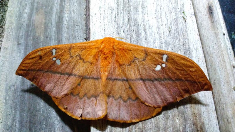 This Butterfly is Beautiful Even at Night. Stock Photo - Image of ...
